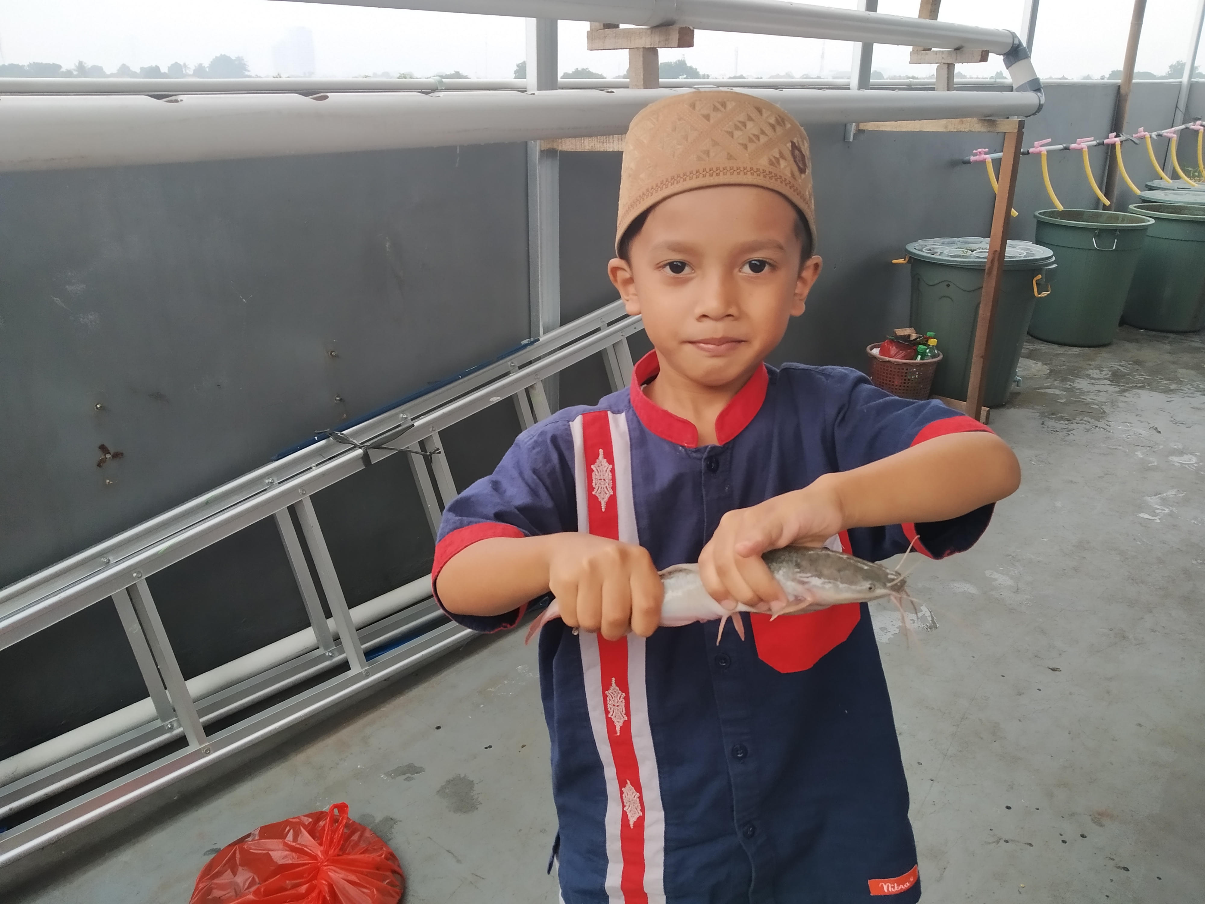 Budidaya Ikan Lele Yapim